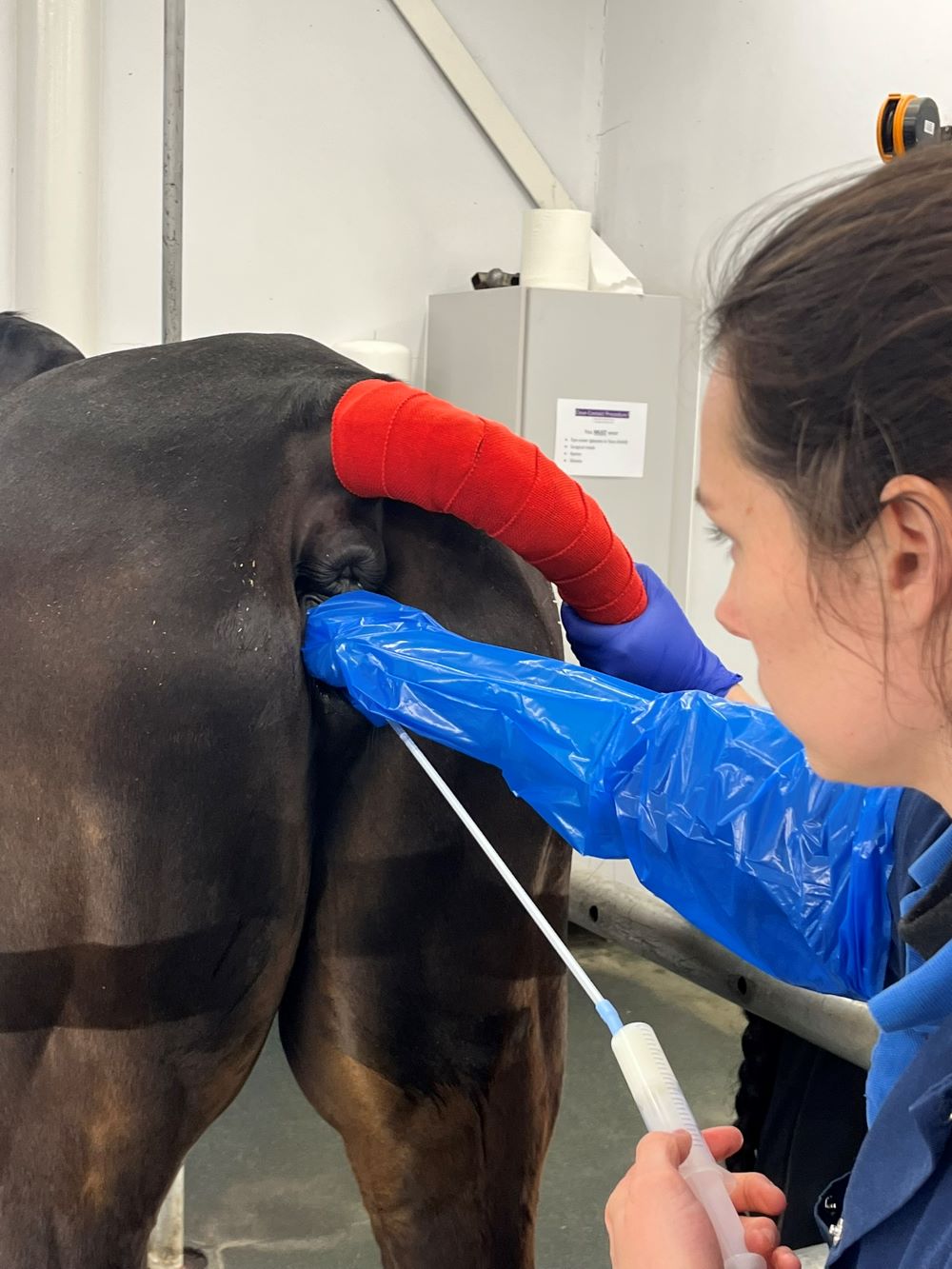 Equine Artificial Insemination - Equine Reproduction Services - Services and Facilities ...